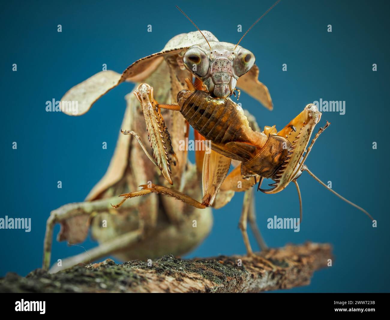 Dead Leaf Mantis on branch eating insect Stock Photo - Alamy