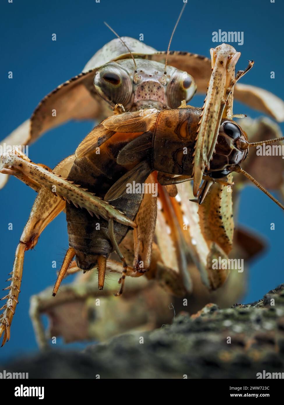 Dead leaf mantis camouflage hi-res stock photography and images - Alamy
