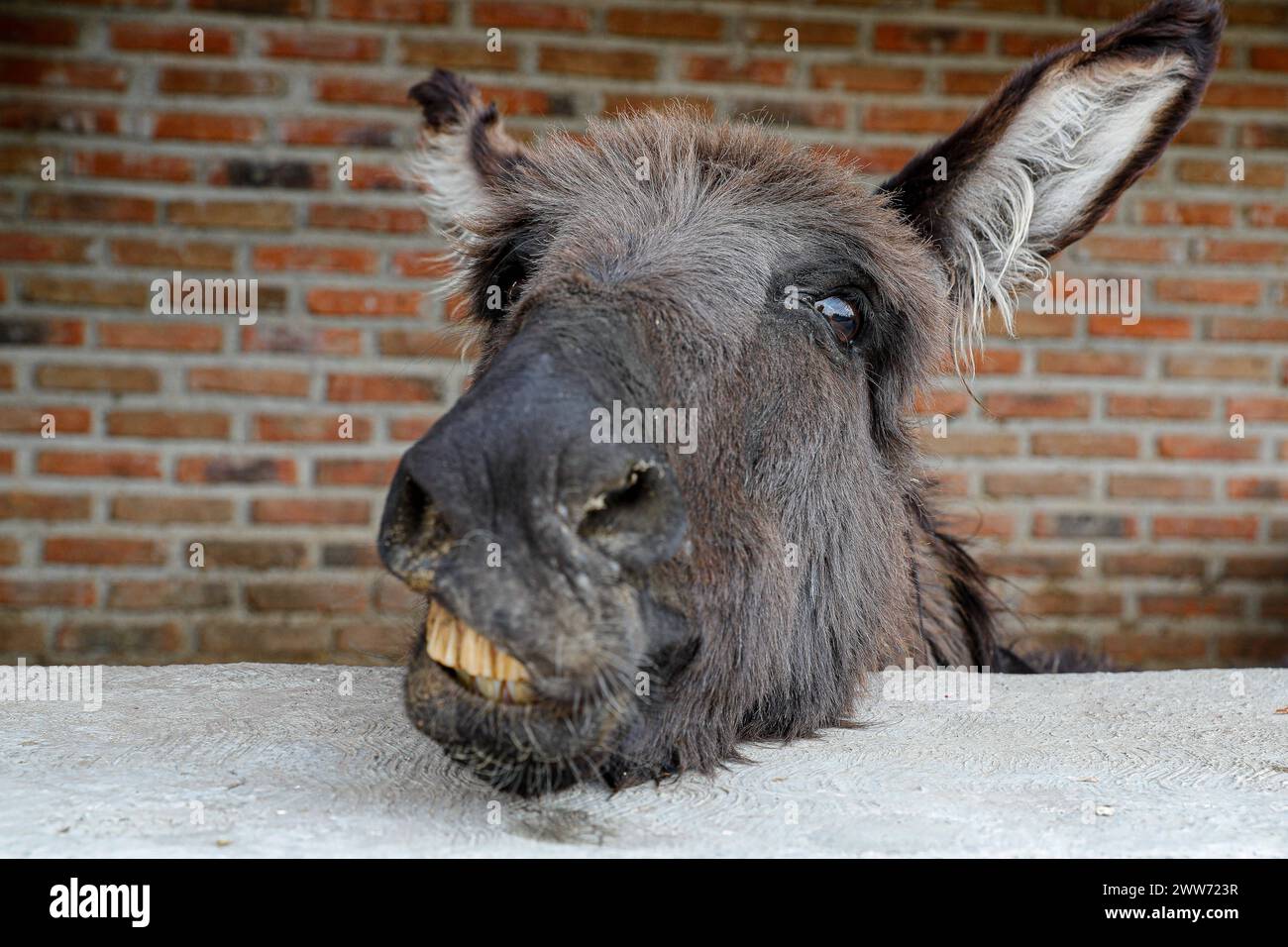Burrolandia, Donkey Sanctuary in Otumba March 21, 2024, Otumba, Mexico ...