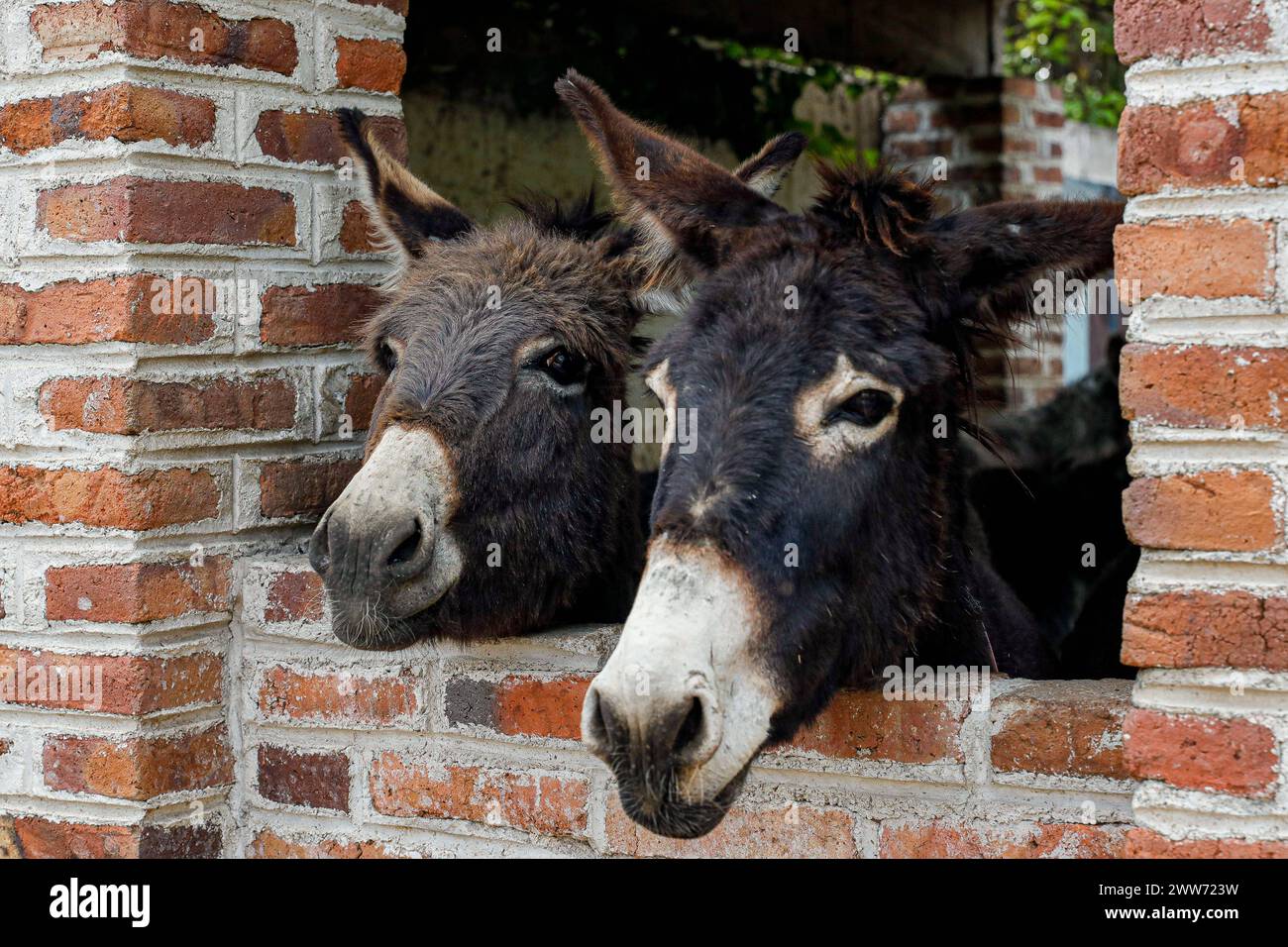 Burrolandia, Donkey Sanctuary in Otumba March 21, 2024, Otumba, Mexico ...