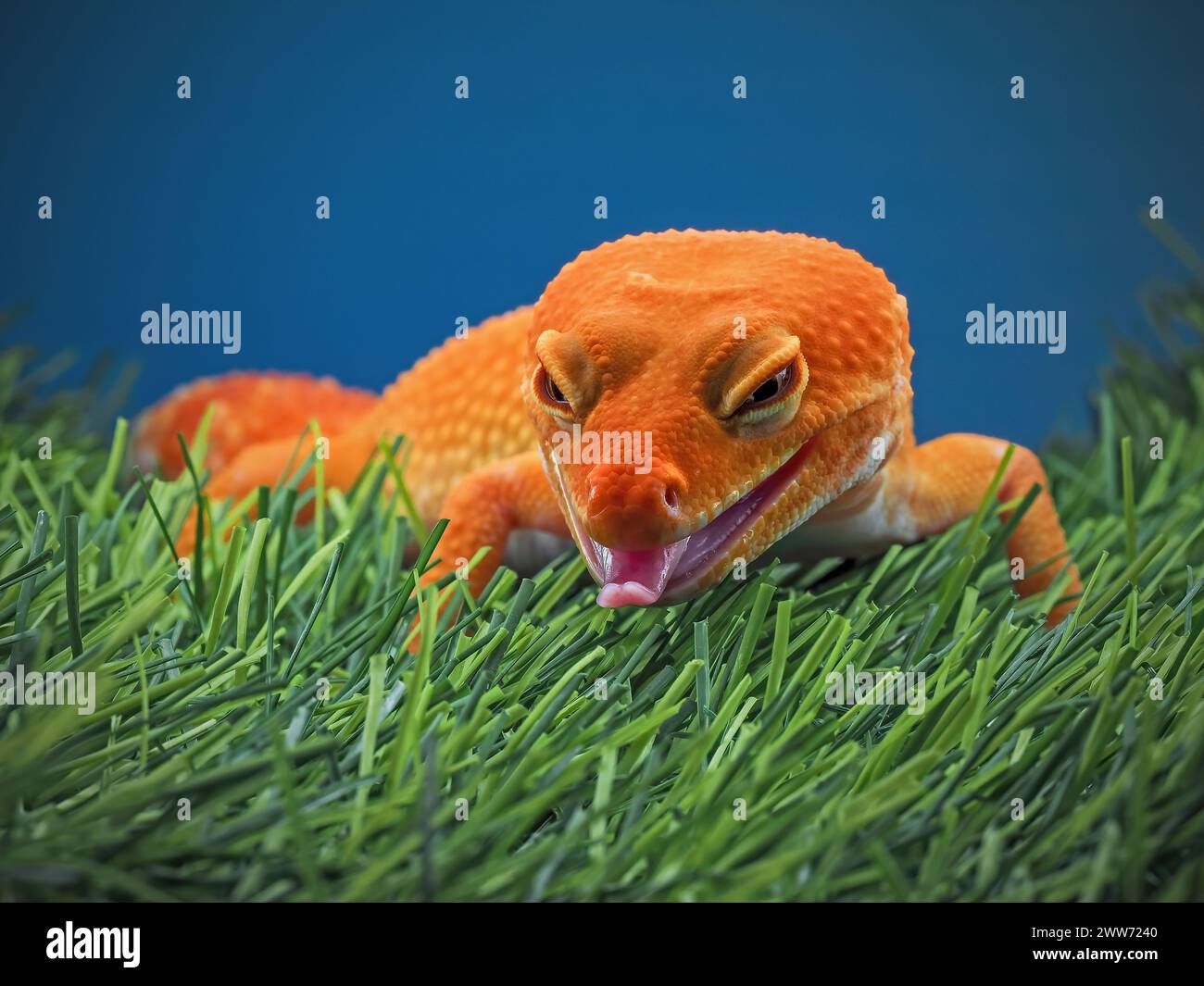 Reptile gecko is yellow-spotted on grass Stock Photo - Alamy