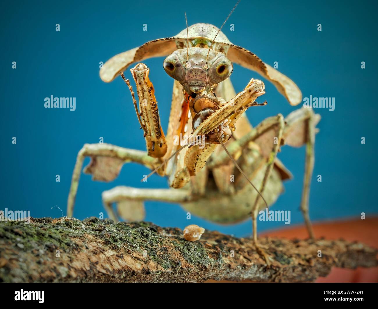 Dead Leaf Mantis on branch eating insect Stock Photo - Alamy