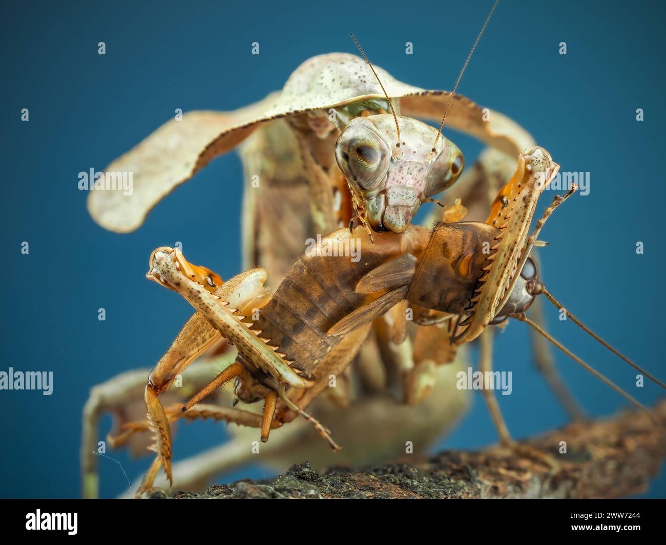 Dead Leaf Mantis on branch eating insect Stock Photo - Alamy