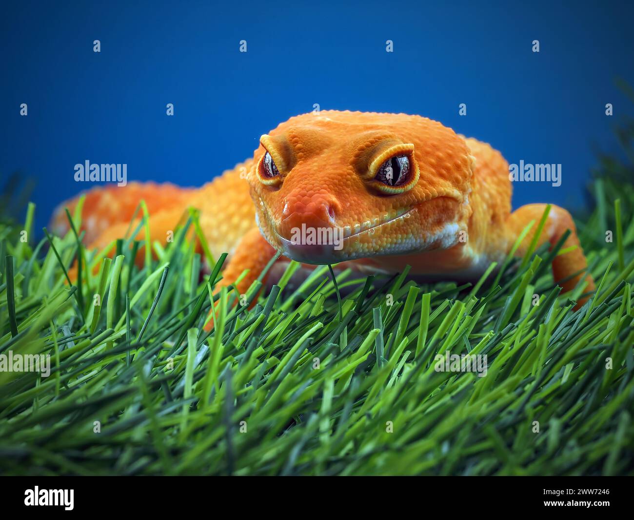 Baby gecko hi-res stock photography and images - Alamy