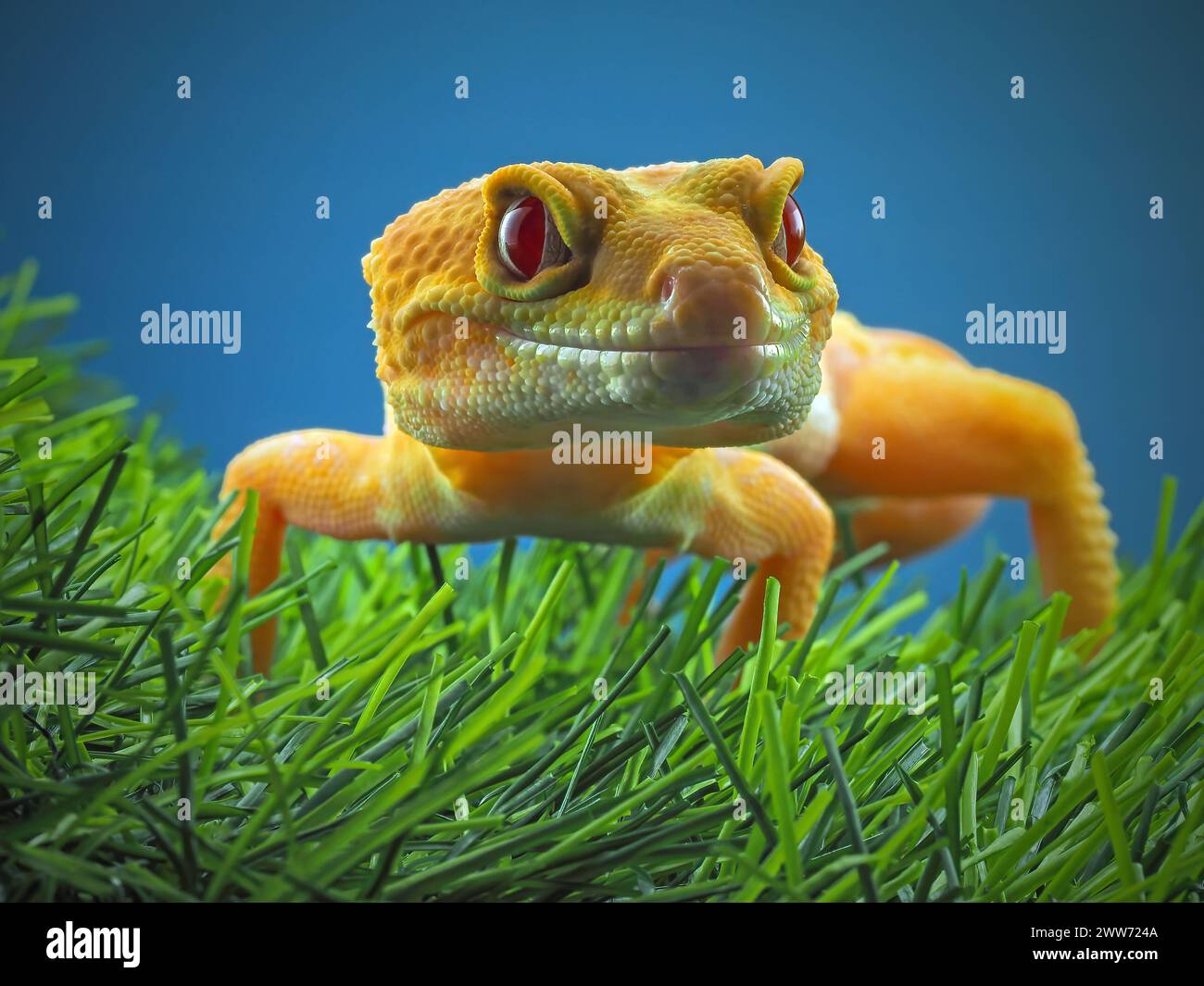 Reptile gecko is yellow-spotted on grass Stock Photo - Alamy