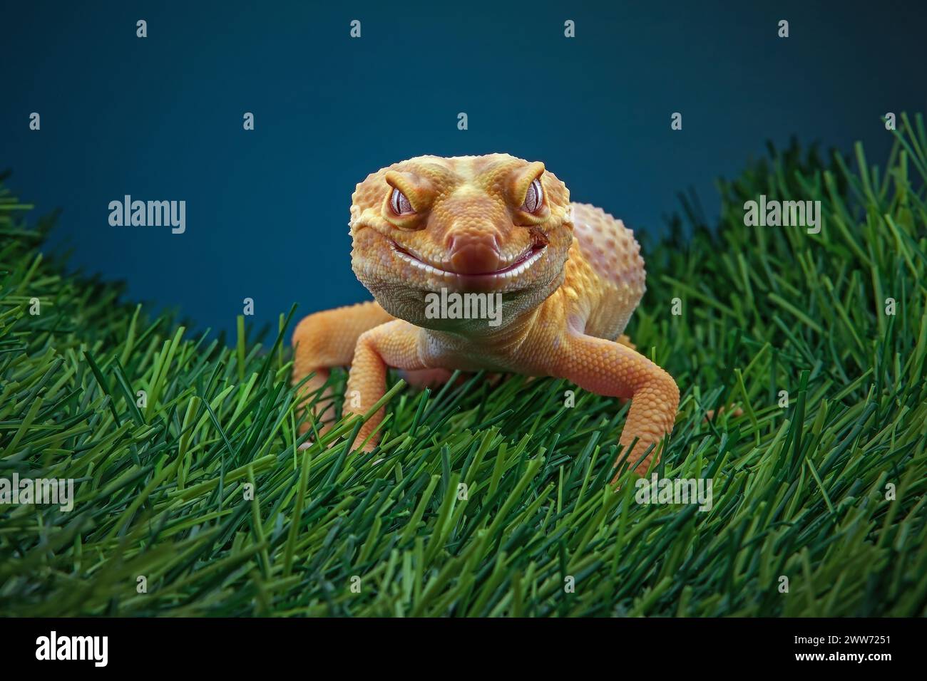 Reptile gecko is yellow-spotted on grass Stock Photo - Alamy