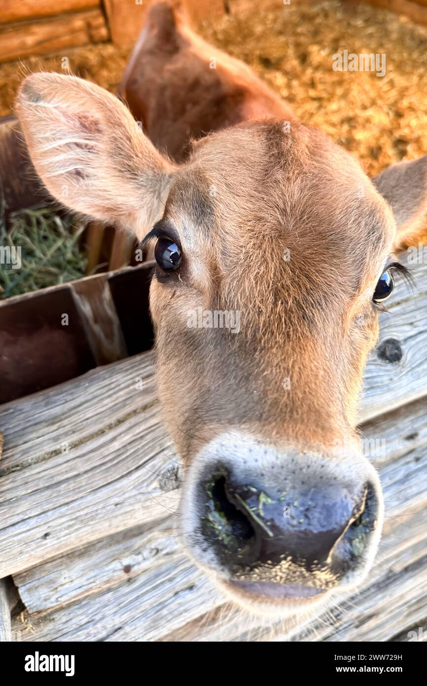 Happy calf hi-res stock photography and images - Alamy