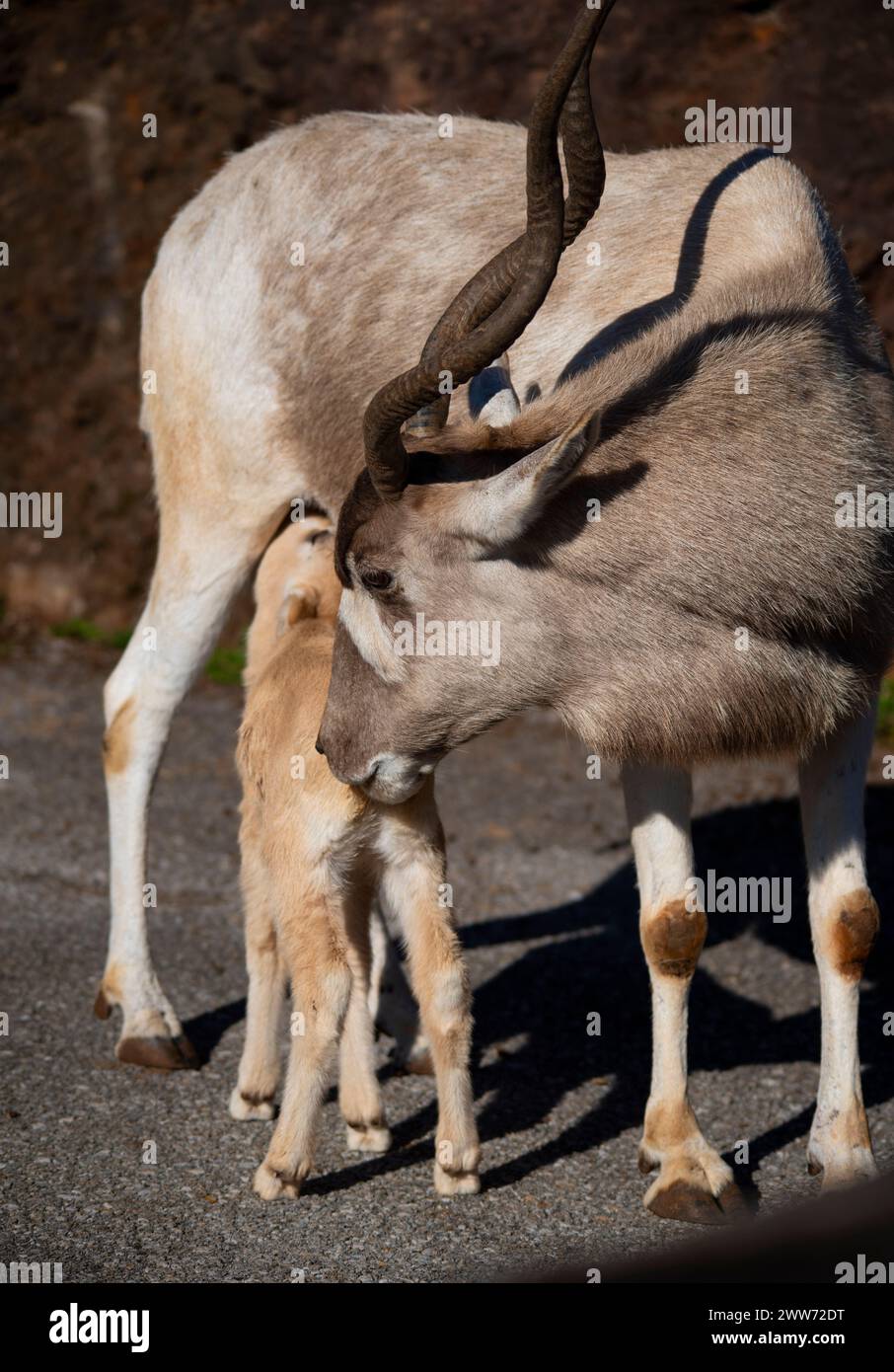 Addax with a baby giving her care Stock Photo - Alamy
