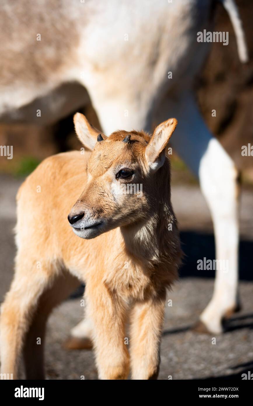 Addax with a baby giving her care Stock Photo - Alamy