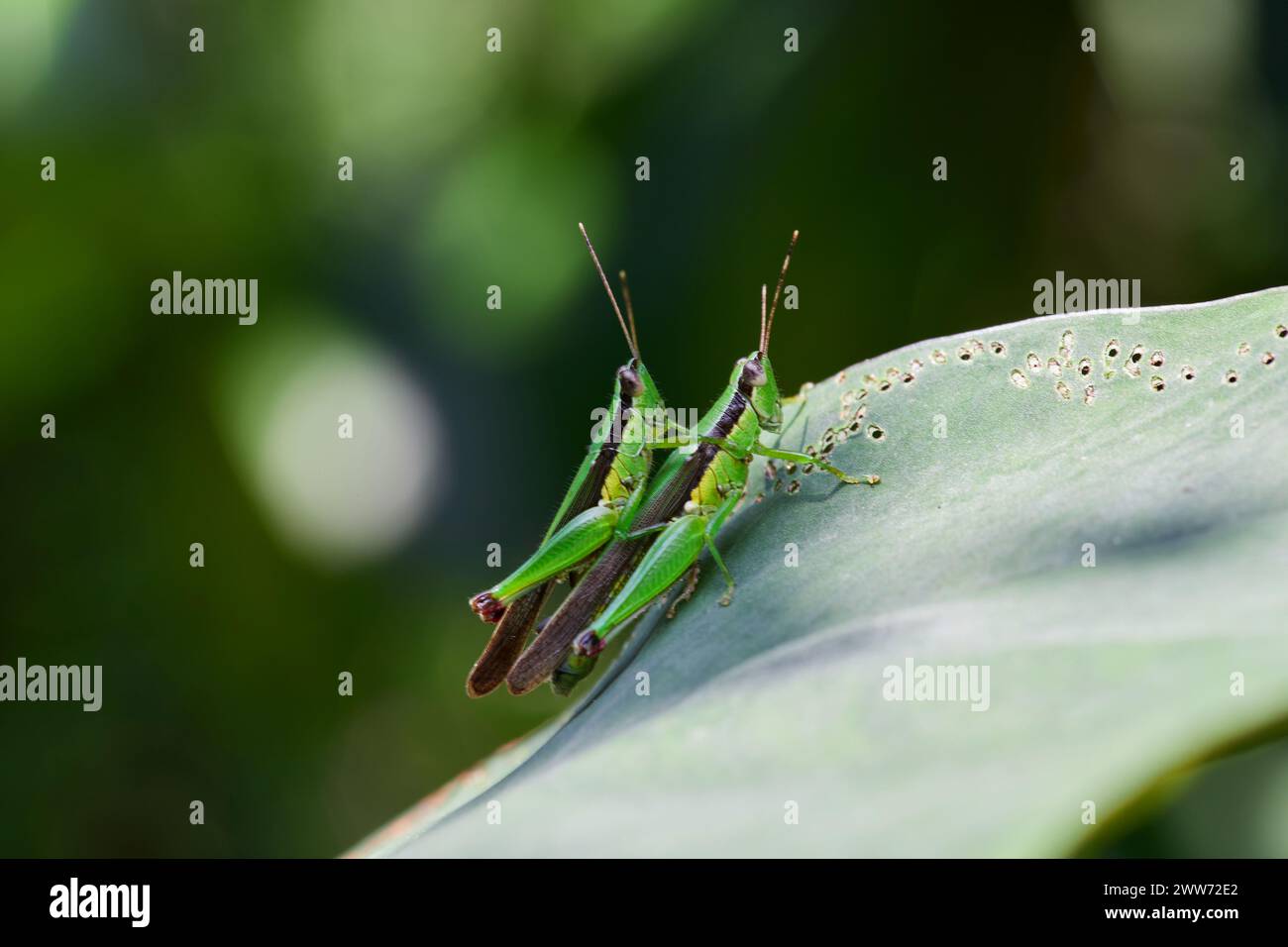Close-up view of grasshopper mating on green leaves Stock Photo - Alamy