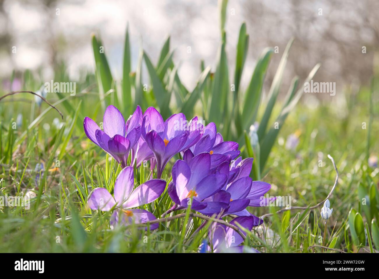 Crocuses in a meadow in soft warm light. Spring flowers that herald ...