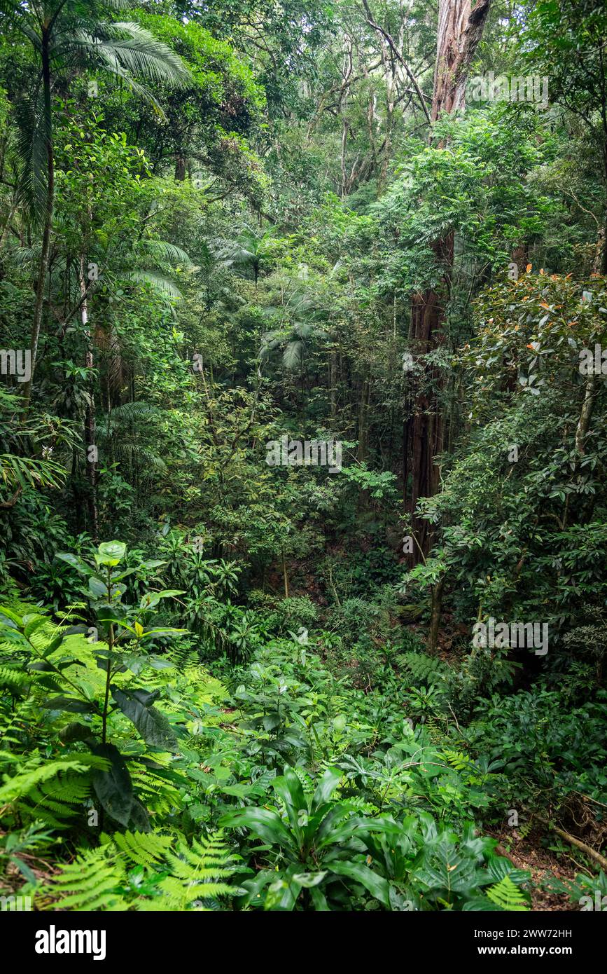 Green rainforest landscape in Tijuca Park, Rio de Janeiro Stock Photo ...