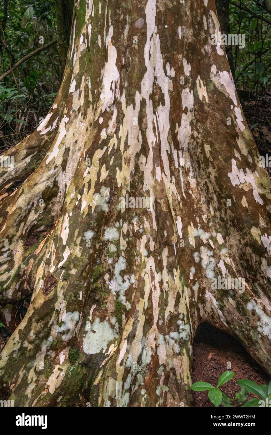 Green rainforest tree with beautiful bark in Tijuca Park Stock Photo ...