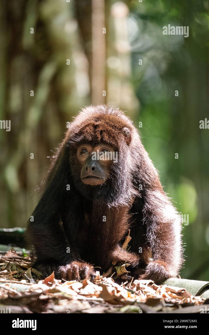 Howler monkey in green rainforest rewilding area Stock Photo - Alamy