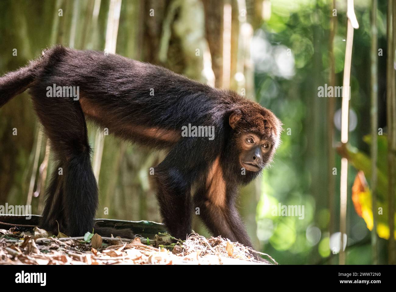 Howler monkey in green rainforest rewilding area Stock Photo - Alamy