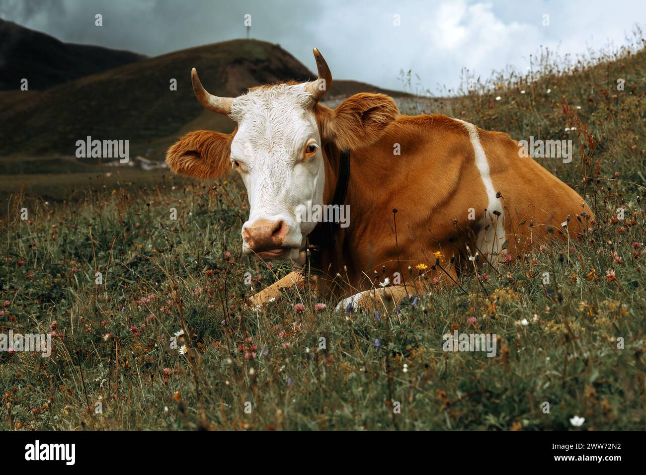 Alpine brown cow hi-res stock photography and images - Alamy
