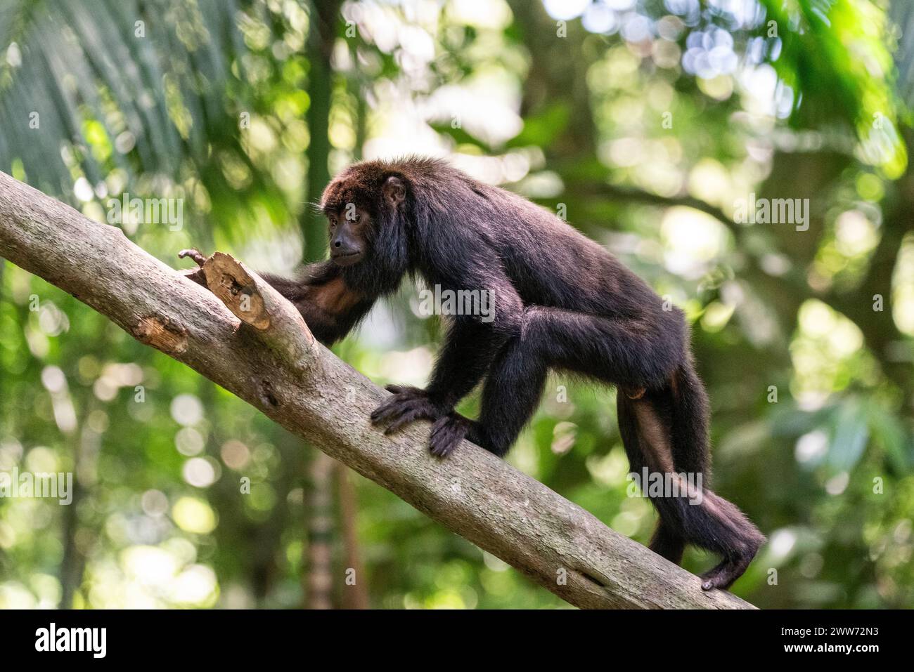 Tijuca national park howler monkey hi-res stock photography and images ...