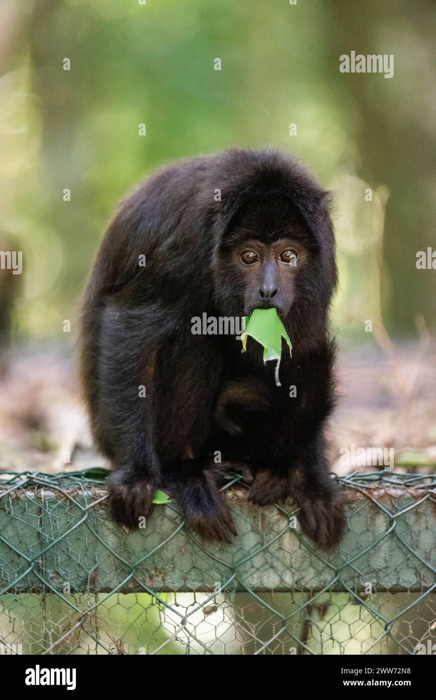 Howler monkey feeding on green leaf in rainforest rewilding area Stock ...