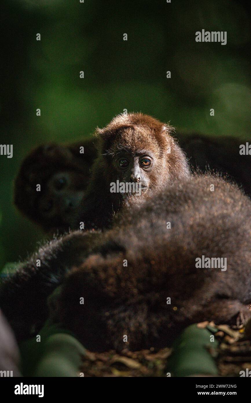 Group of howler monkeys in green rainforest rewilding area Stock Photo ...