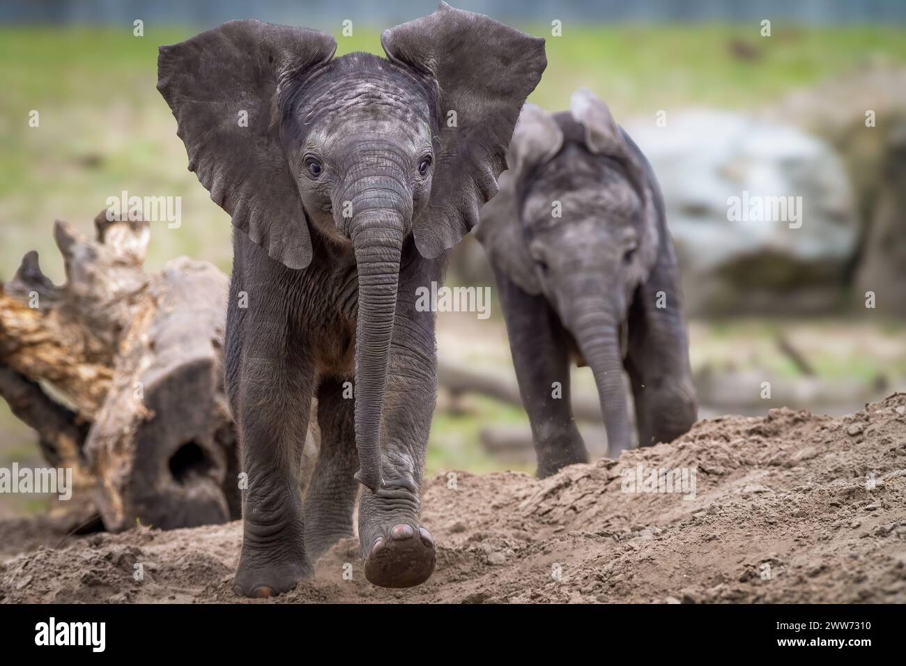 African elephant calves frolicking in playful behavior Stock Photo - Alamy