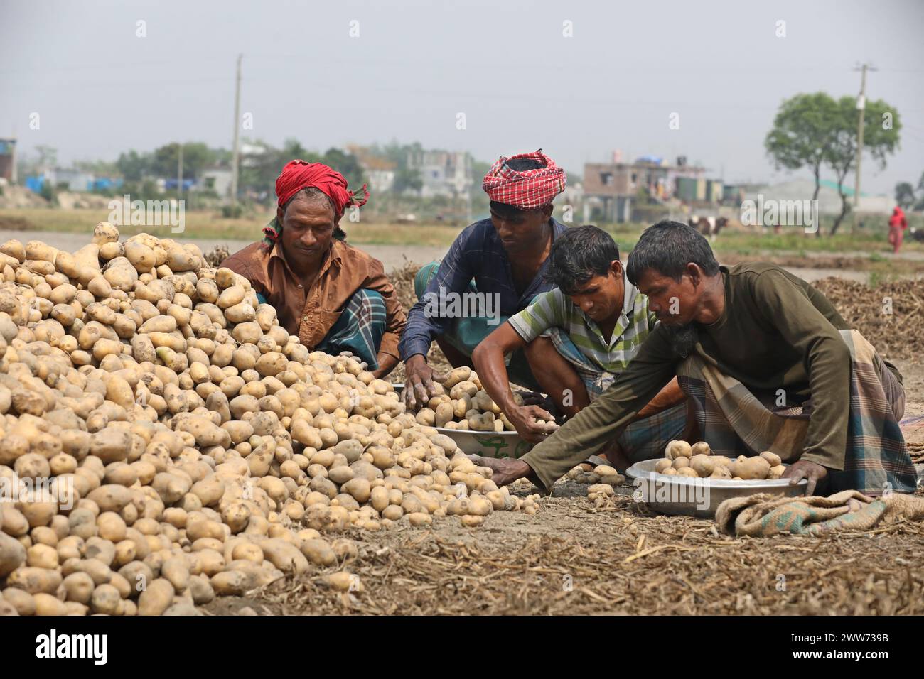 Dhaka, Bangladesh. 17th Mar, 2024. people collect potatoes after ...