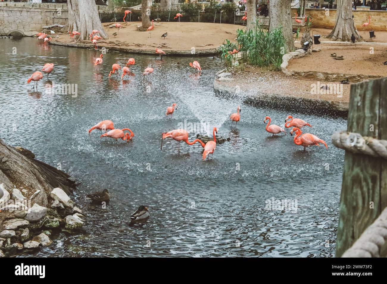 Flock of Flamingos Splashing in Zoo Pond Stock Photo - Alamy