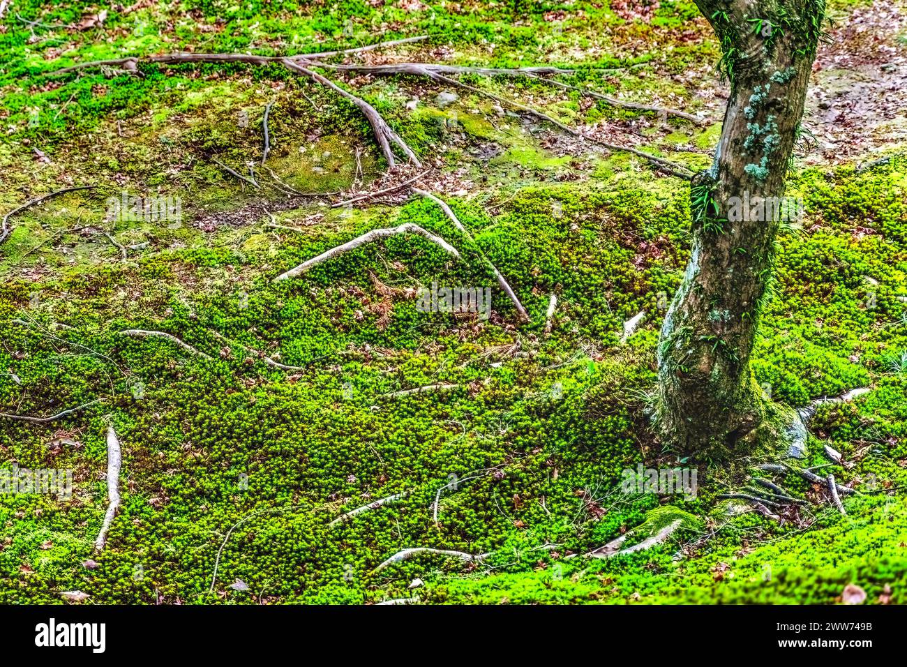 Colorful Green Moss Tree Tofuku-Ji Zen Buddhist Temple Kyoto Jap Stock ...