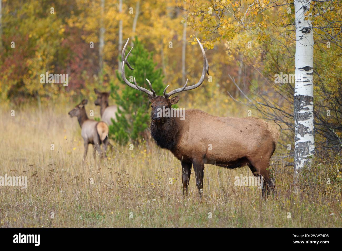 A bull elk and two cow elk stand amongst yellow fall leaves Stock Photo ...
