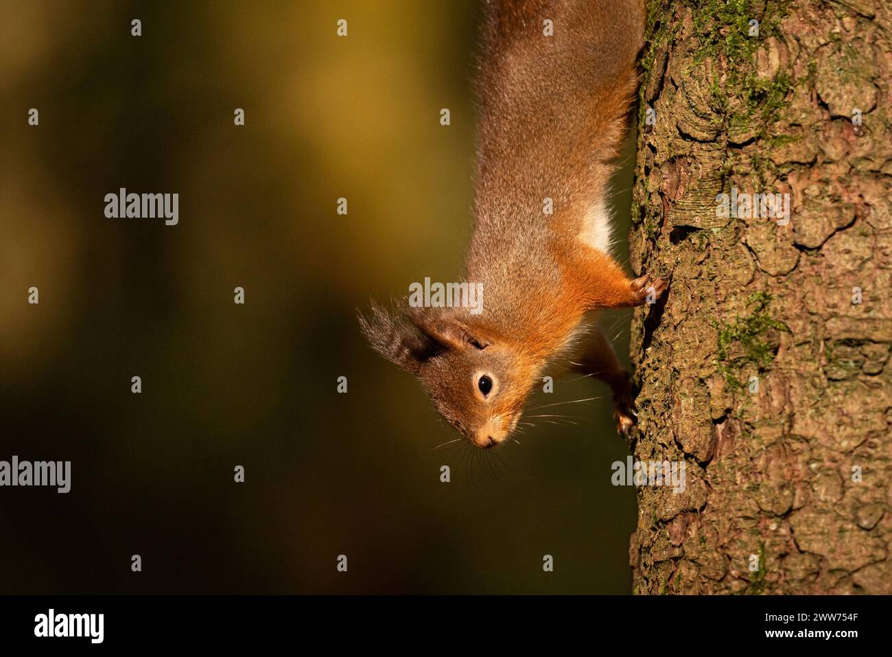 A Red Squirrel climbing down a pine tree, Cumbria, UK Stock Photo - Alamy
