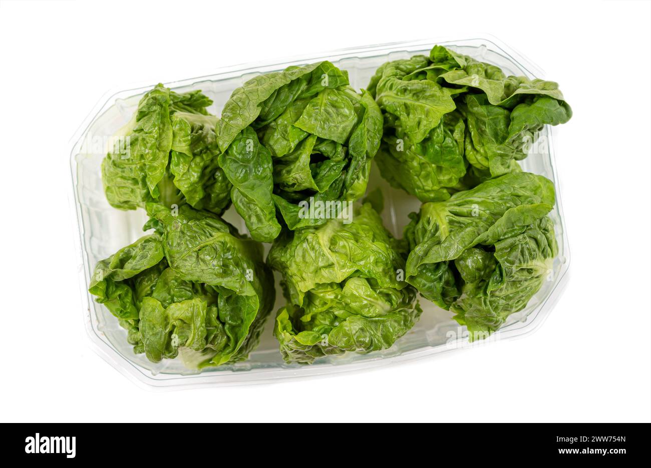 Succin hi-res stock photography and images - Alamy