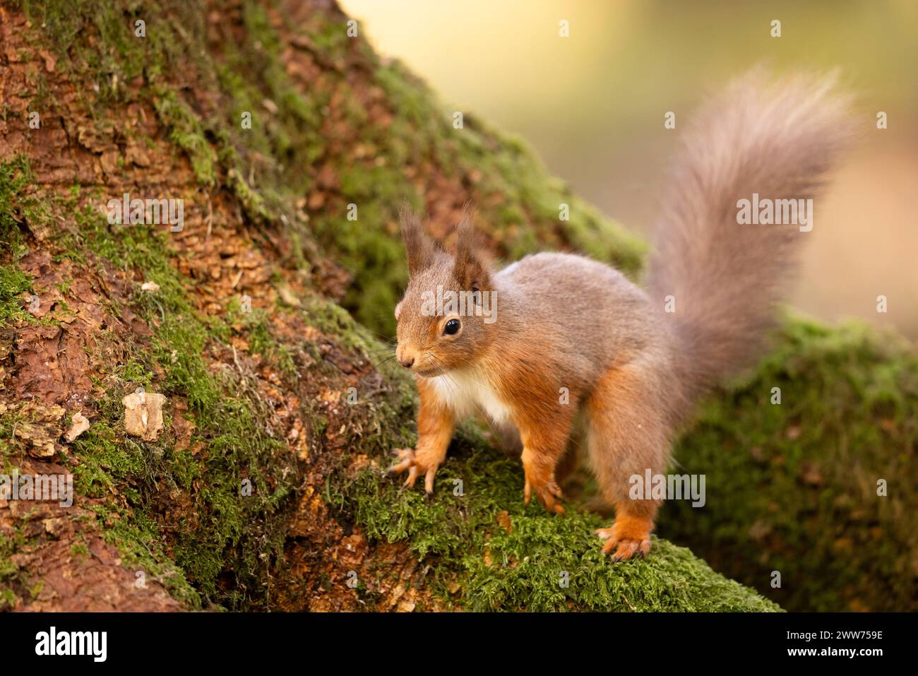 A Red Squirrel climbing on a mossy tree, Cumbria, UK Stock Photo - Alamy