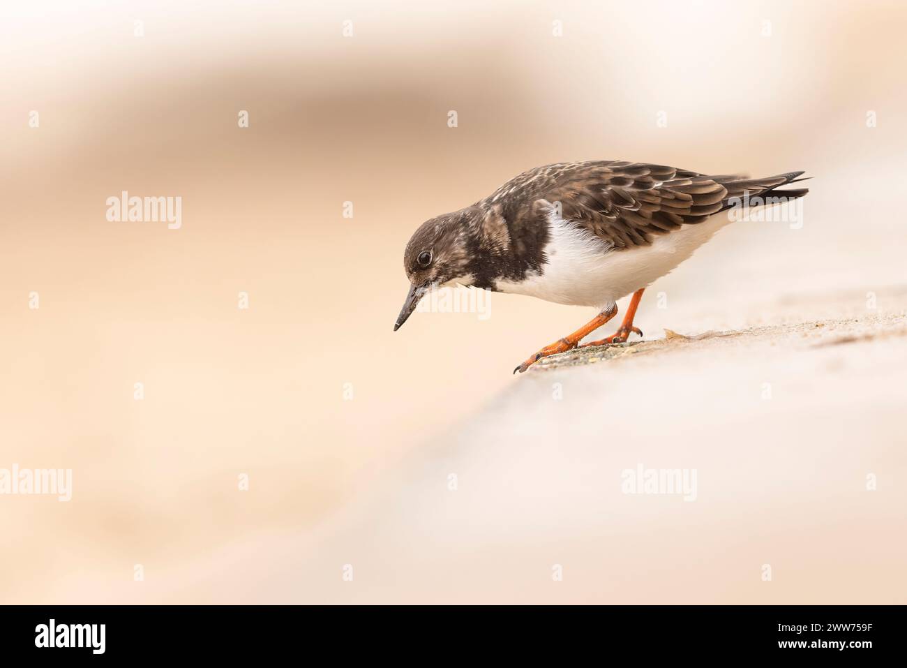 A Turnstone peering over a ledge, Norfolk, UK Stock Photo - Alamy