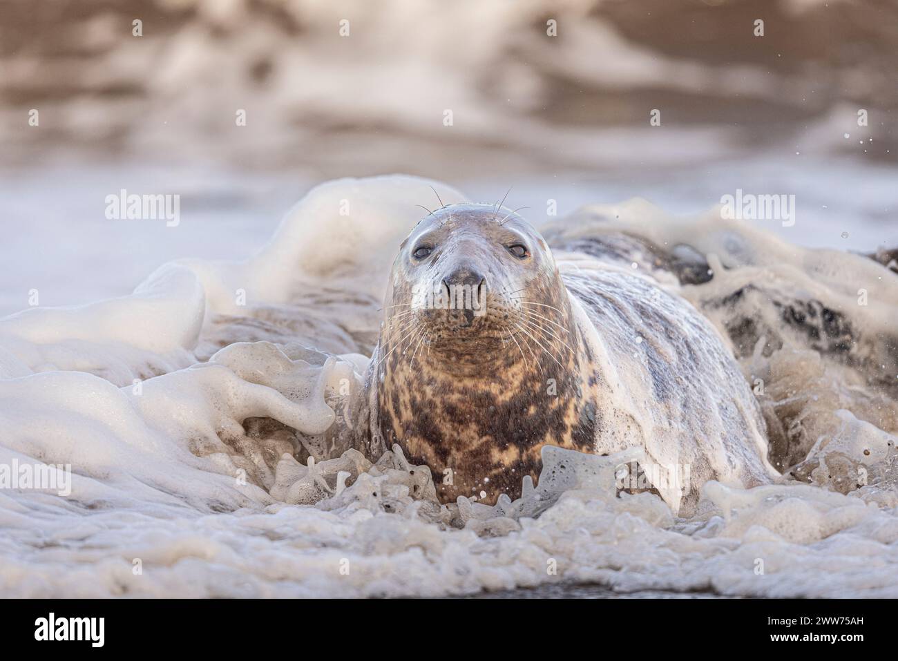A Grey Seal being washed over by a wave, Norfolk, UK Stock Photo - Alamy