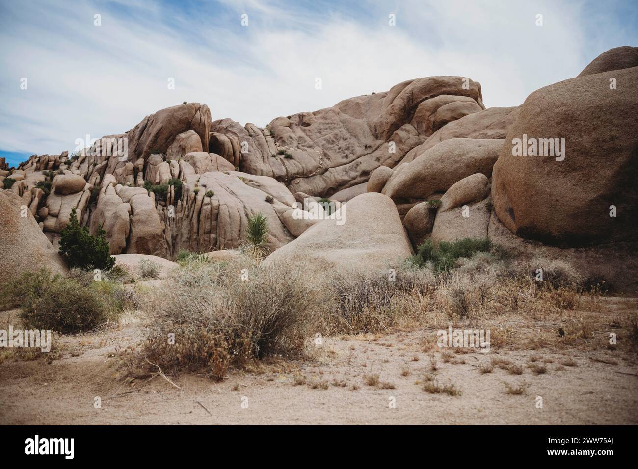 Joshua tree with large rocks hi-res stock photography and images - Alamy