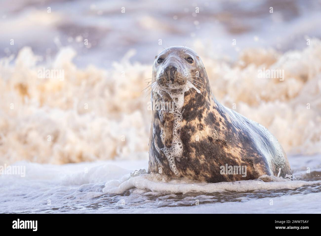 Flippery hi-res stock photography and images - Alamy