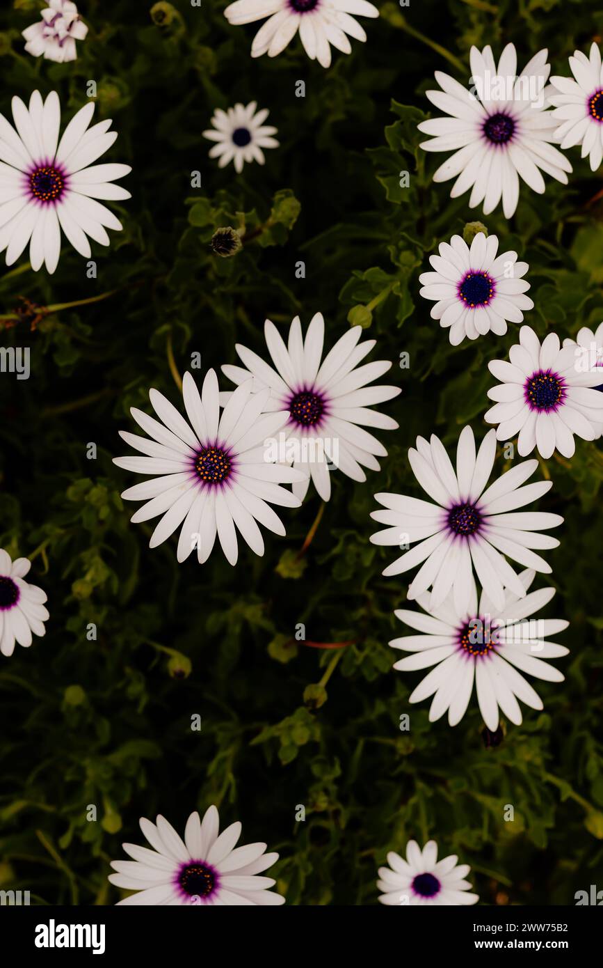 white African daisies with purple centers Stock Photo - Alamy