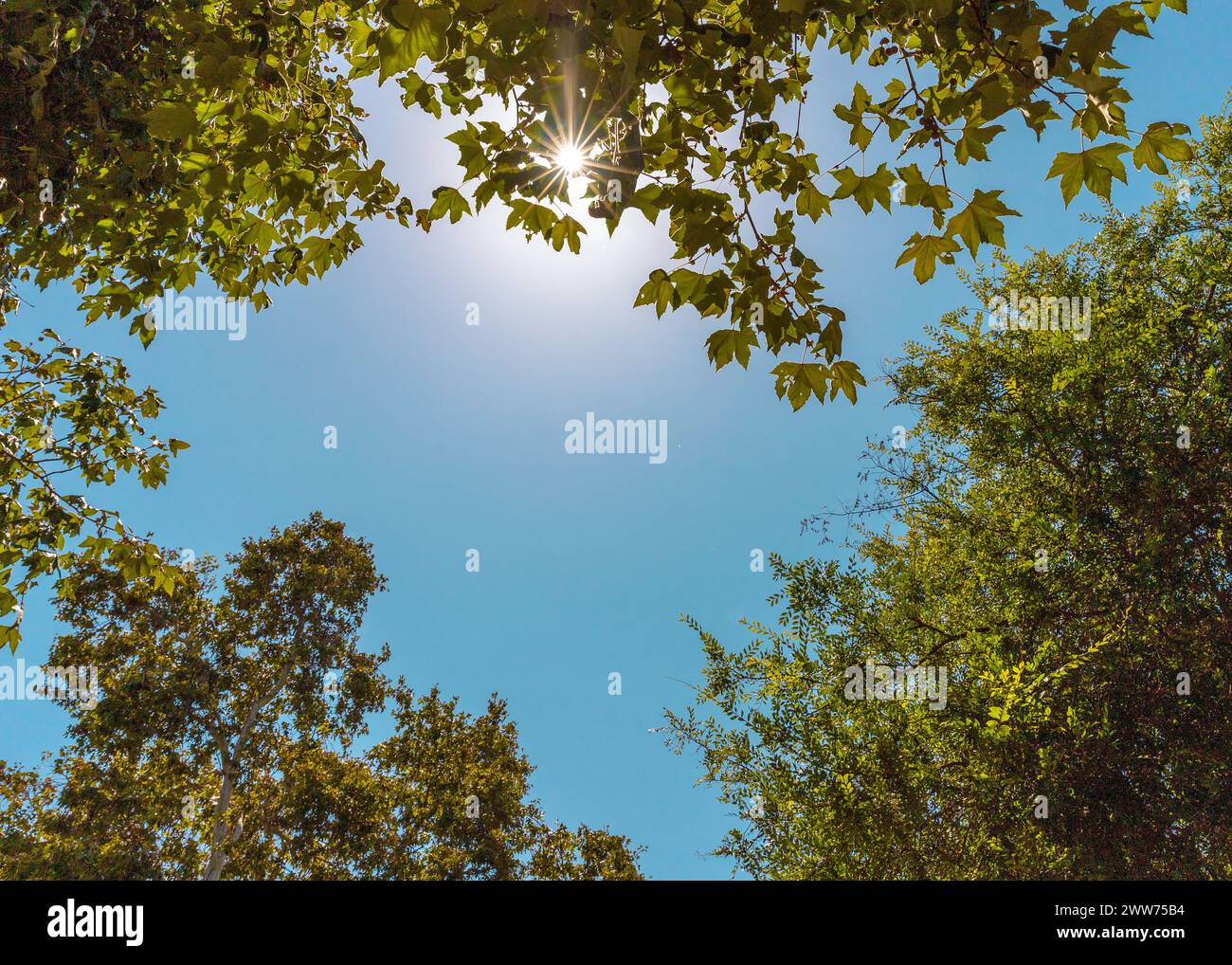 Tall tree sun hi-res stock photography and images - Alamy