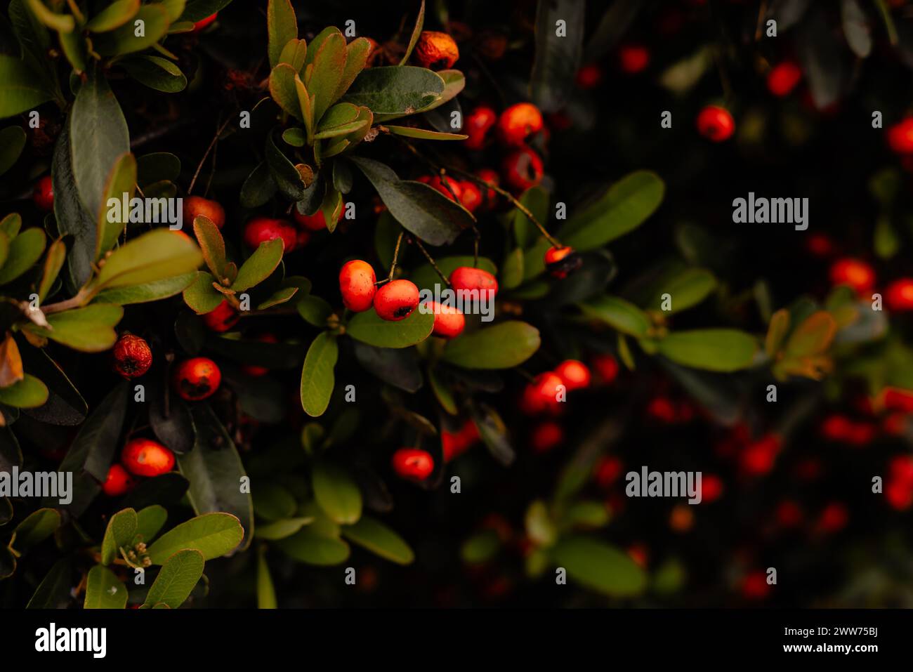 Red firethorn berries hi-res stock photography and images - Alamy