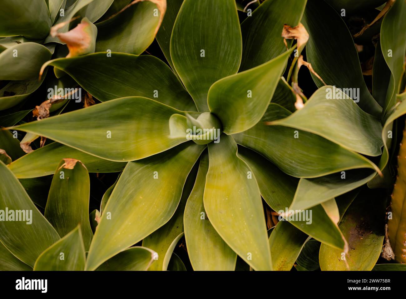 Large succulents hi-res stock photography and images - Alamy