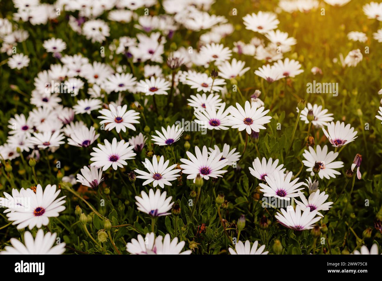 field of white African daisies with purple centers and golden sunlight ...