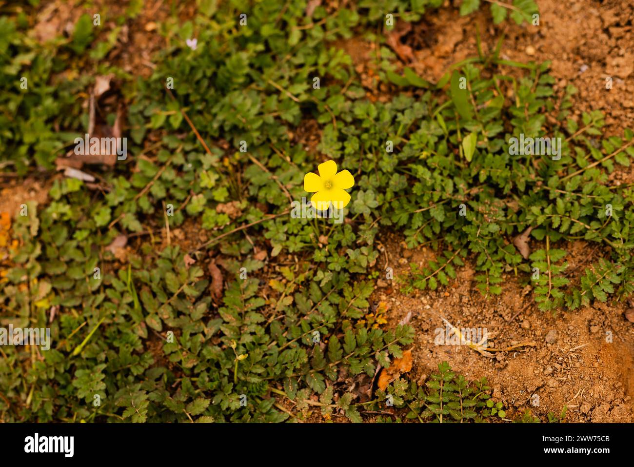 single yellow dandelion flower with greenery Stock Photo - Alamy