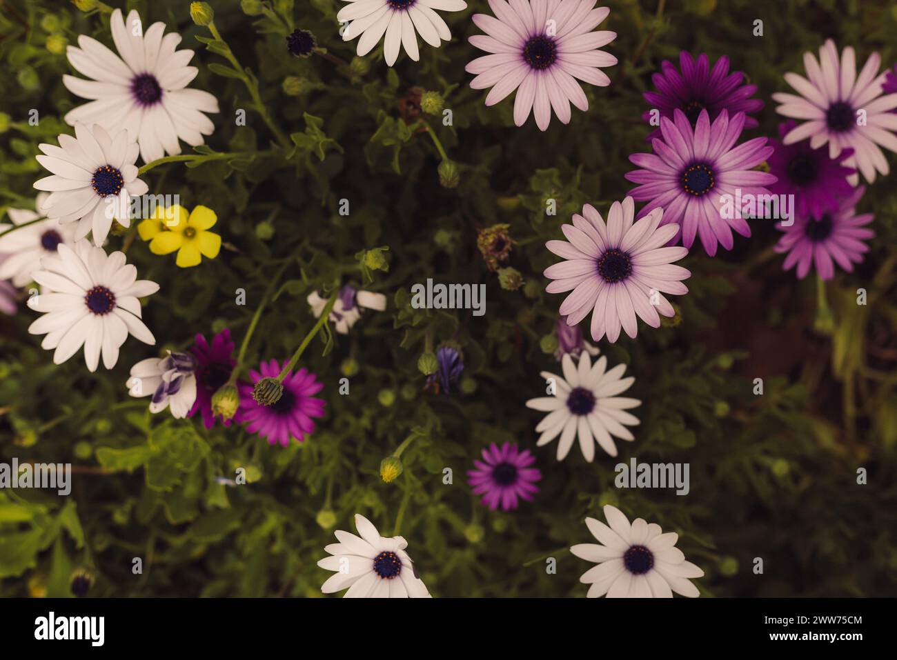Lavender purple daisy plant hi-res stock photography and images - Alamy