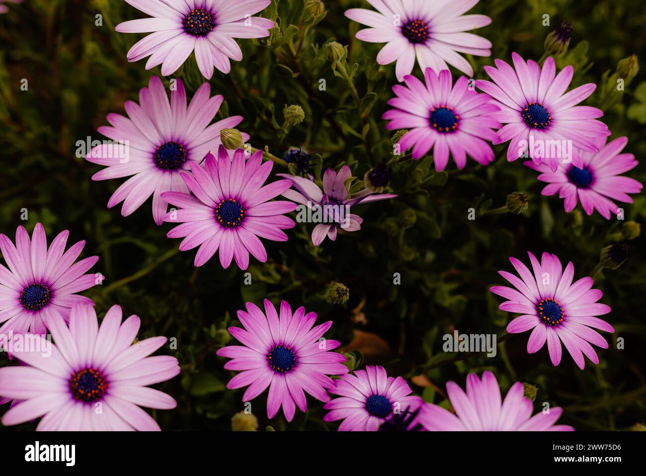 Lavender purple daisy flower hi-res stock photography and images - Alamy