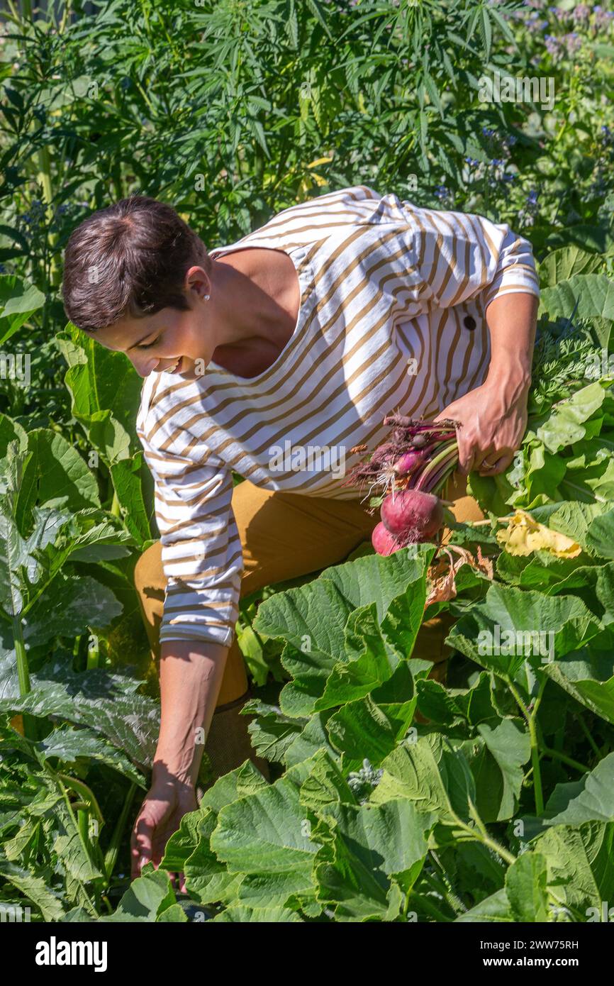 Woman zucchini in garden hi-res stock photography and images - Alamy