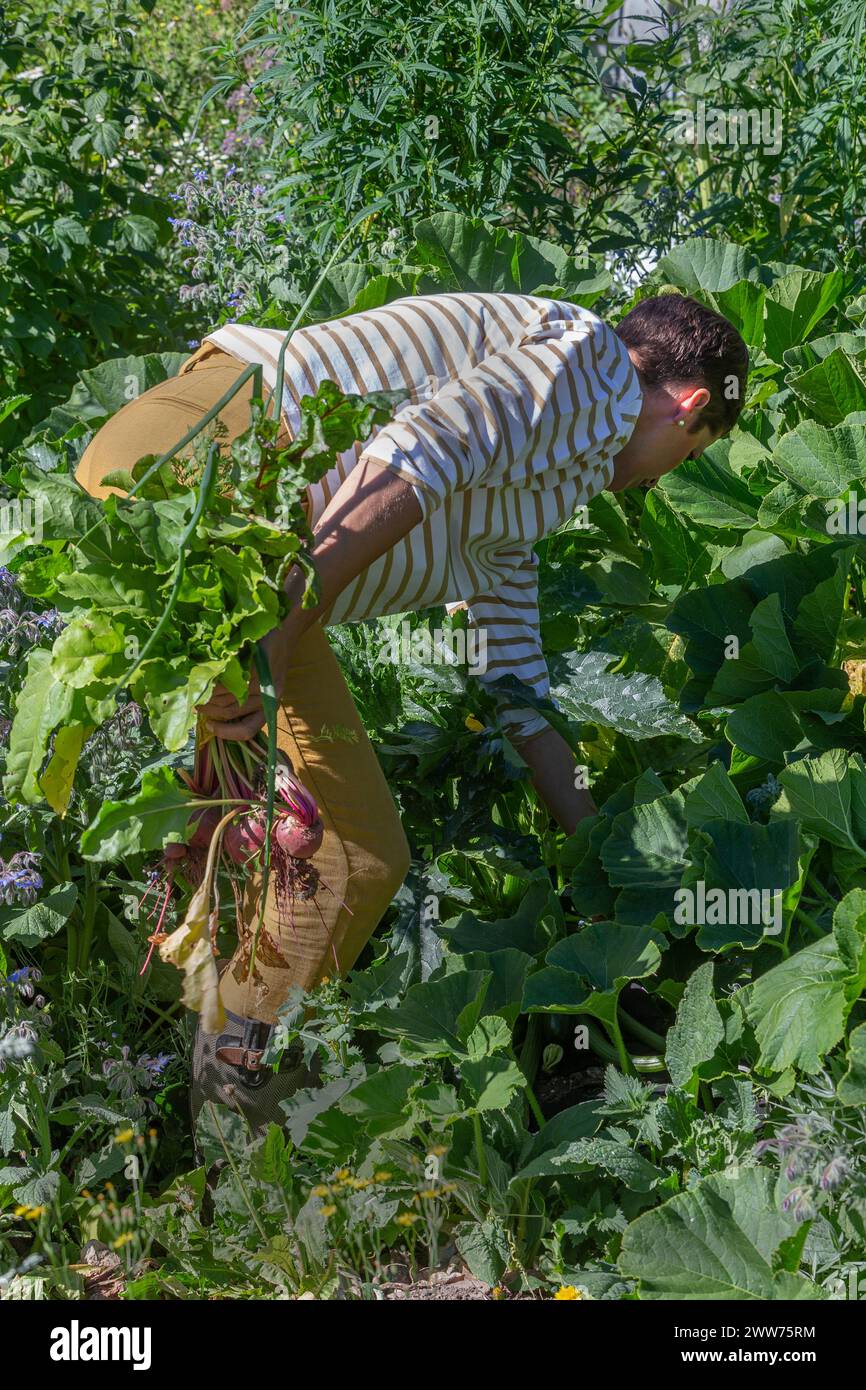 Woman bent to pull beets in her vegetable garden Stock Photo - Alamy