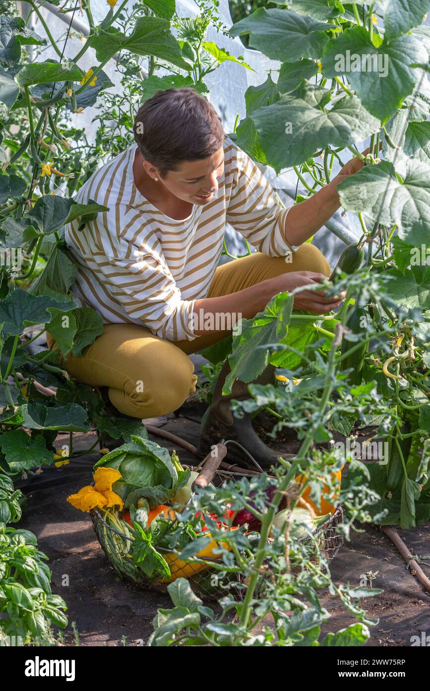 Hand picking young cucumber hi-res stock photography and images - Alamy