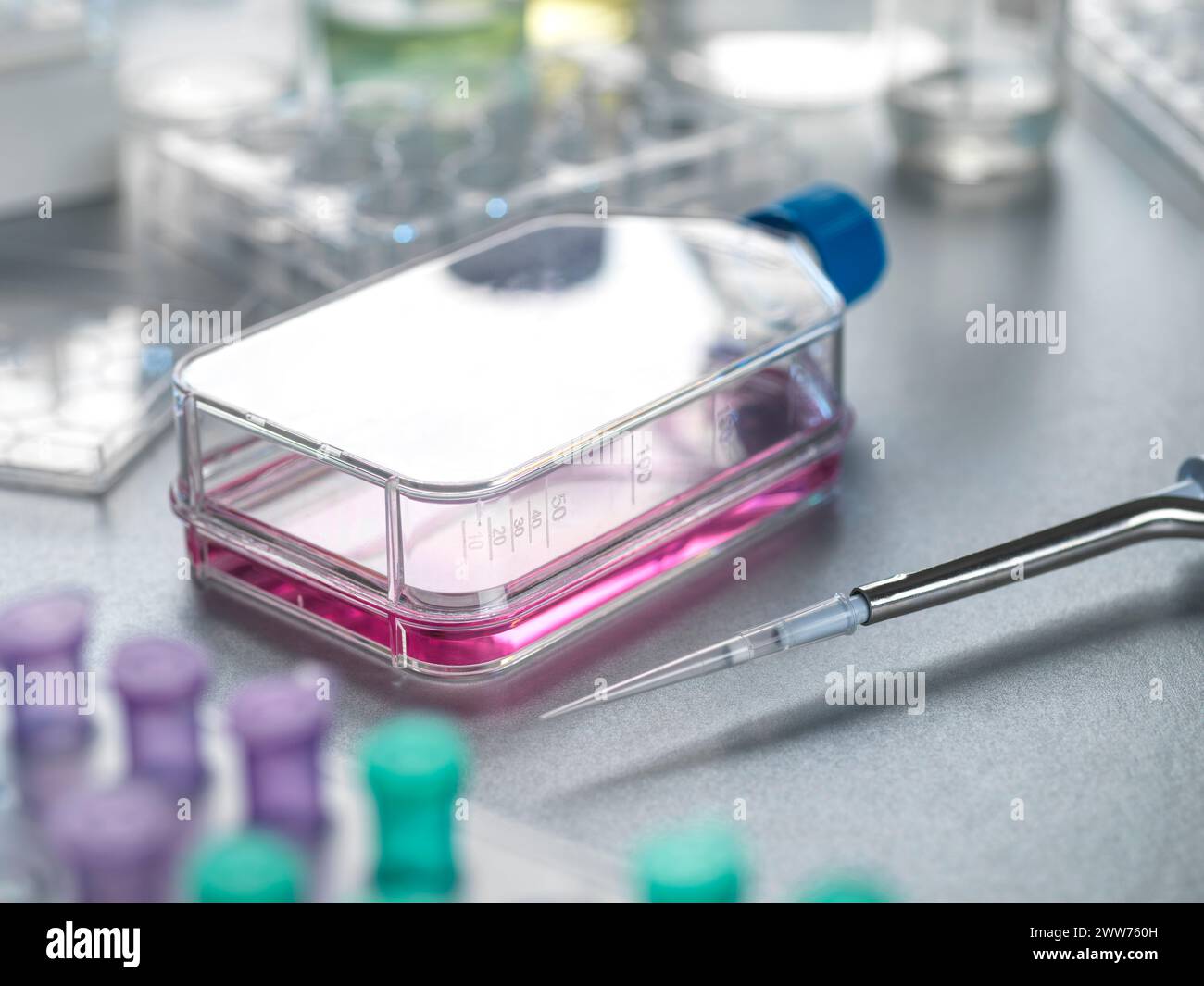 Cell Biology, Flask containing cells in growth medium Stock Photo - Alamy