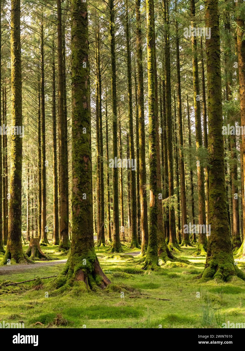 Fondo verde soleado hi-res stock photography and images - Alamy