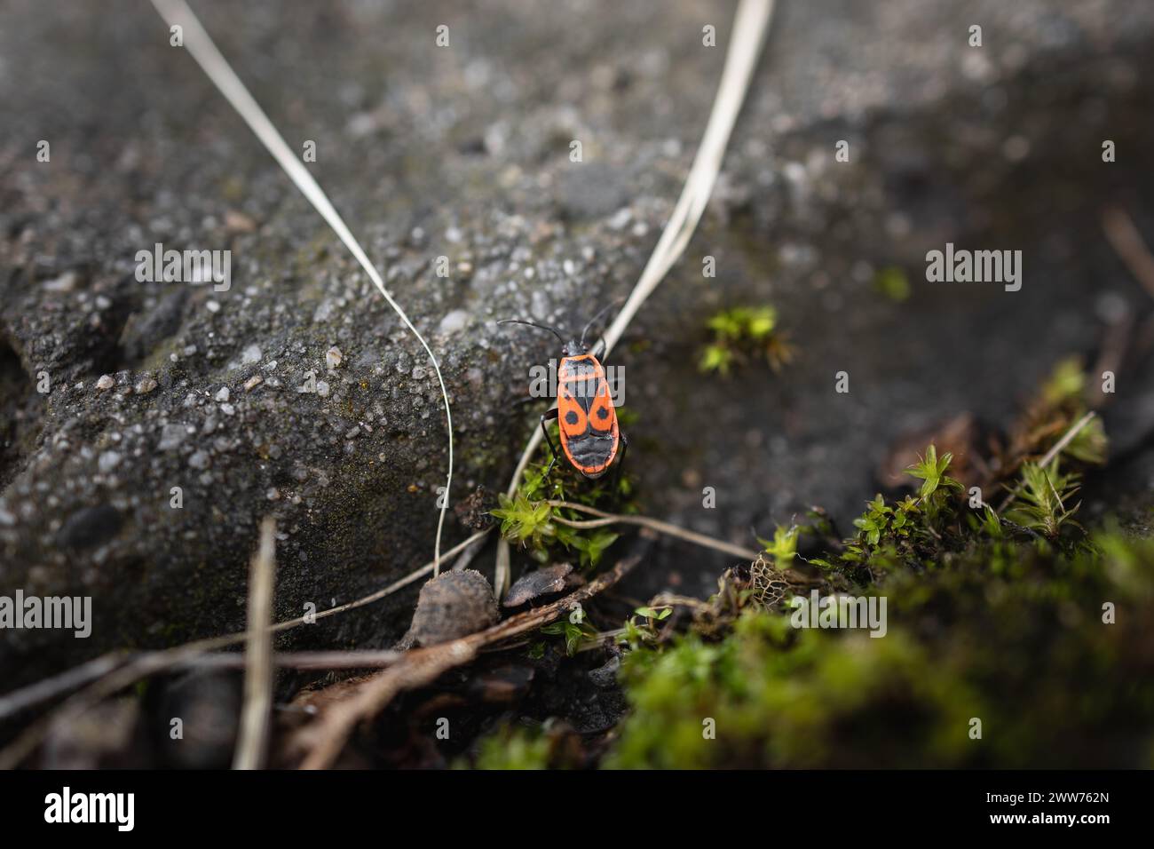 Firebug with bright markings hi-res stock photography and images - Alamy