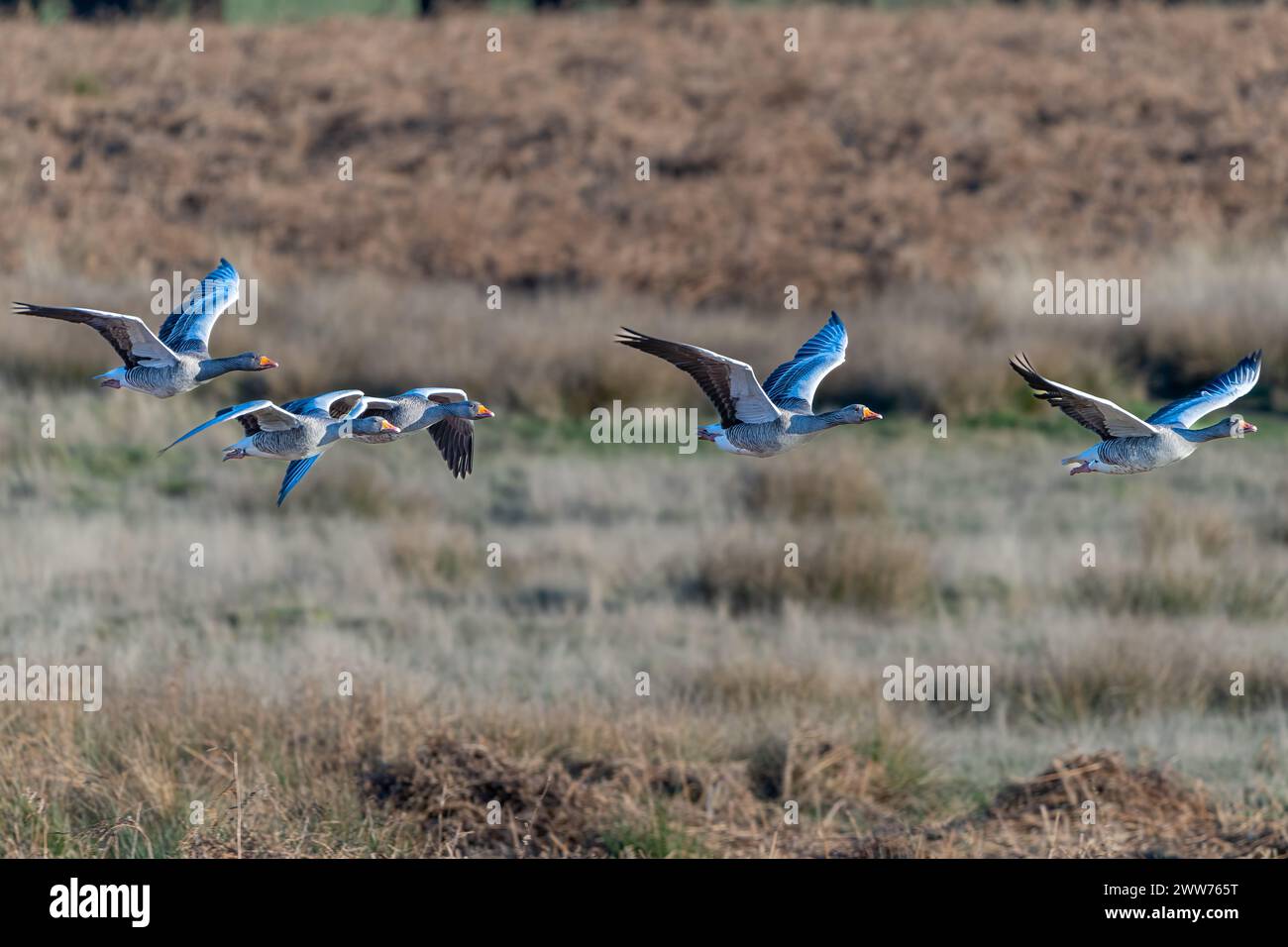 High res portrait hi-res stock photography and images - Alamy